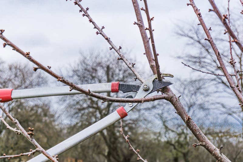 Closeup, Spring Pruning of Fruit Trees. Stock Image - Image of handle ...