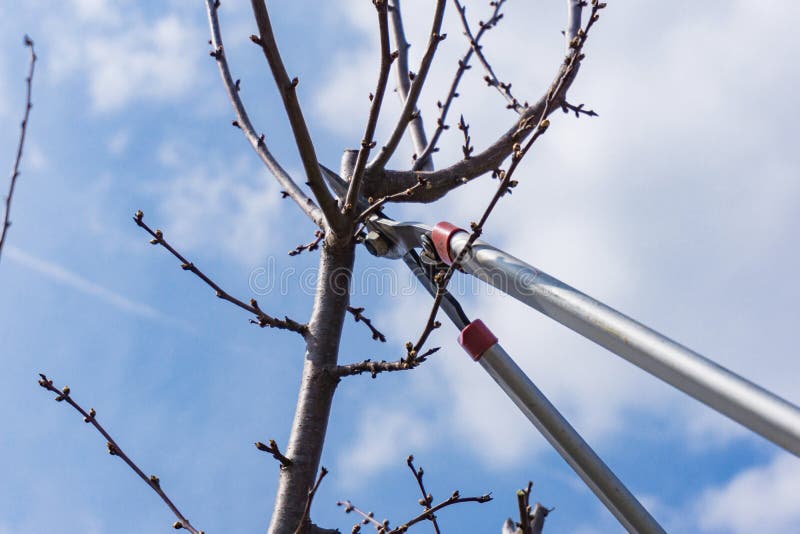 Closeup of Spring, Pruning of Fruit Trees. Stock Photo - Image of blue ...