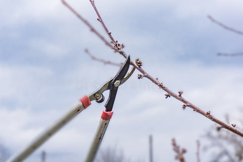 Closeup of Spring, Pruning of Fruit Trees. Stock Image - Image of plant ...