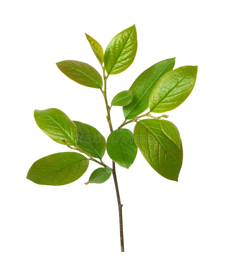 Closeup of Spring Twig with Early Green Leaves Isolated on White ...