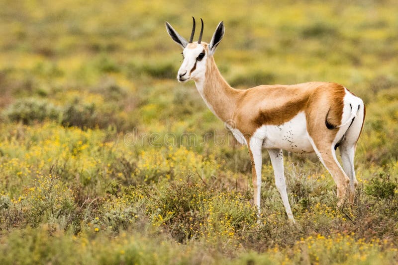 Beautiful Springbok Captured from Behind in the Middle of the Desert ...