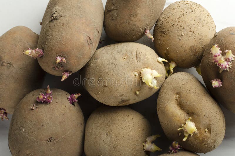 Closeup of Sprouting Potatoes. Different Sort of Potatoes with Sprouts ...