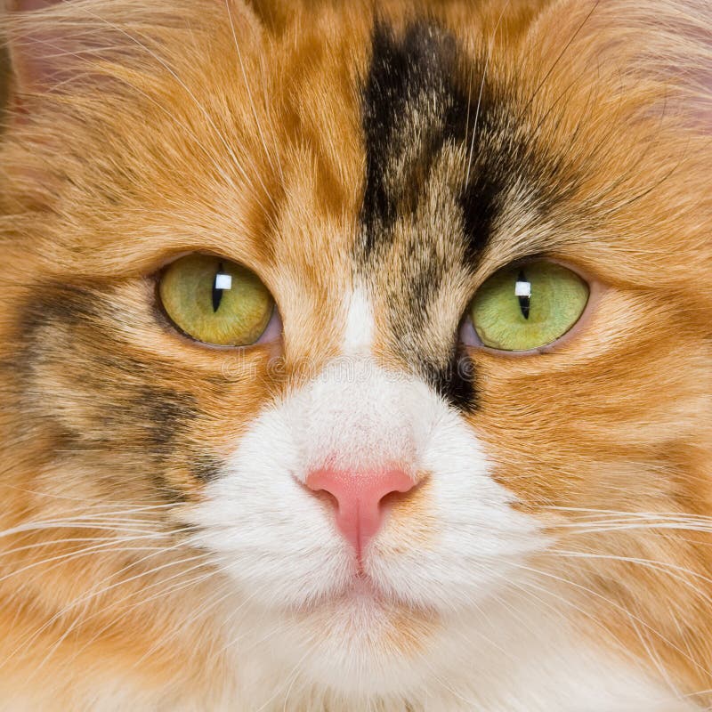 Closeup Square Portrait of Calico Cat Stock Image - Image of kitty ...