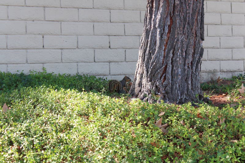 Closeup of a Squirrel at Base of a Tree Stock Image - Image of ...