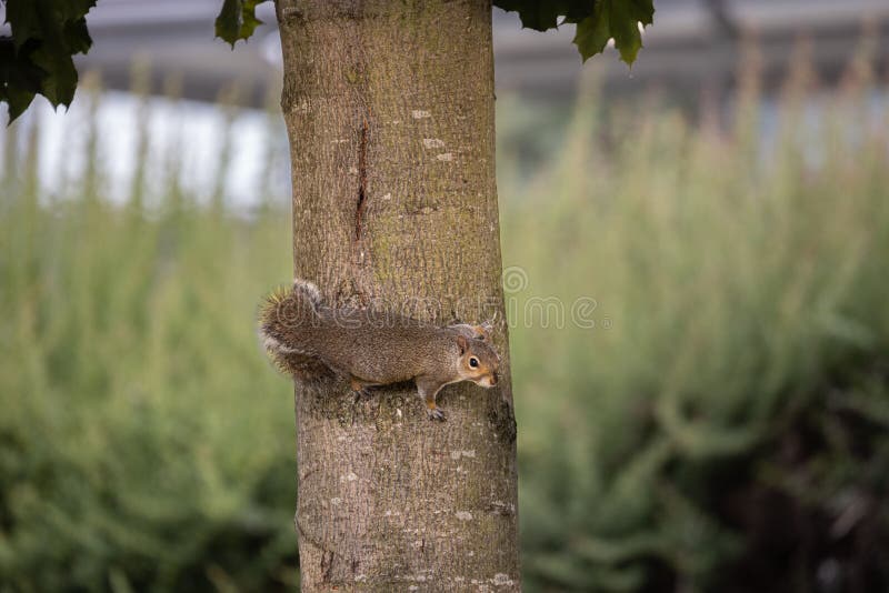 Closeup of a Squirrel Climbing the Tree Trunk in Castleford Stock Image ...