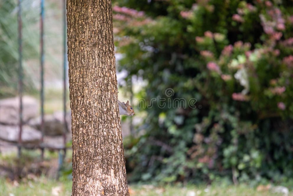 Closeup of a Squirrel Climbing the Tree Trunk in Castleford Stock Photo ...