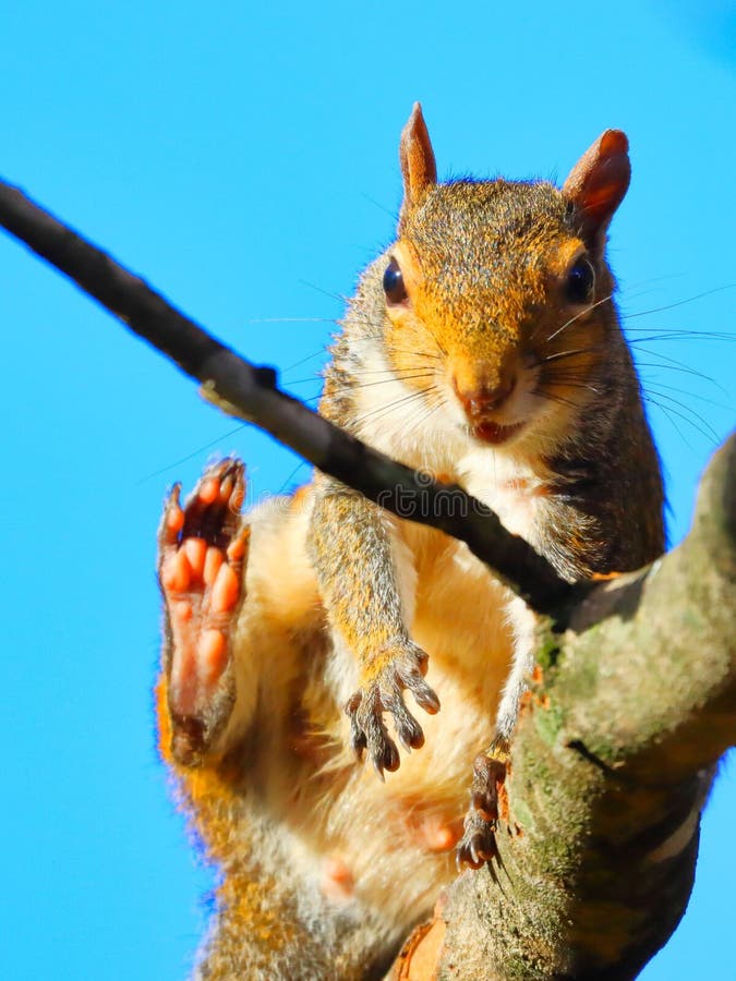 Closeup of a Squirrel Doing a Karate Like Pose while Jumping Stock ...