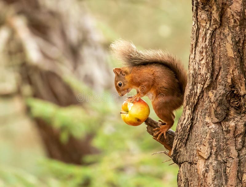 Squirrel Picking Fiber from the Bark and Dry Leaves of a Banana Tree ...