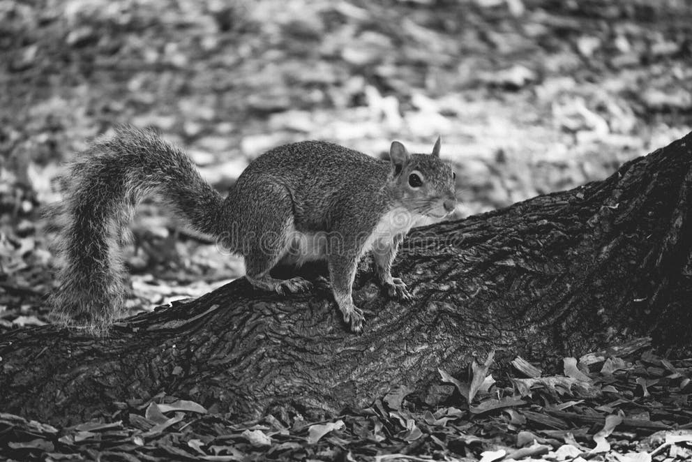 Closeup of a Squirrel on a Tree Root in a Park in Black and White Stock ...
