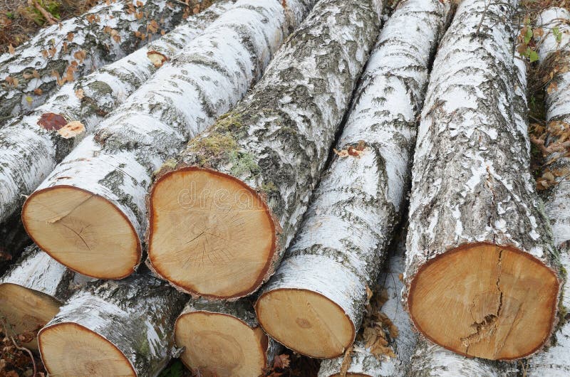 485 Large Birch Logs Stock Photos - Free & Royalty-Free Stock Photos ...