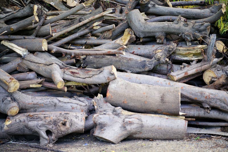 Closeup of a Stack of Tree Logs To Make Fire Stock Image - Image of ...