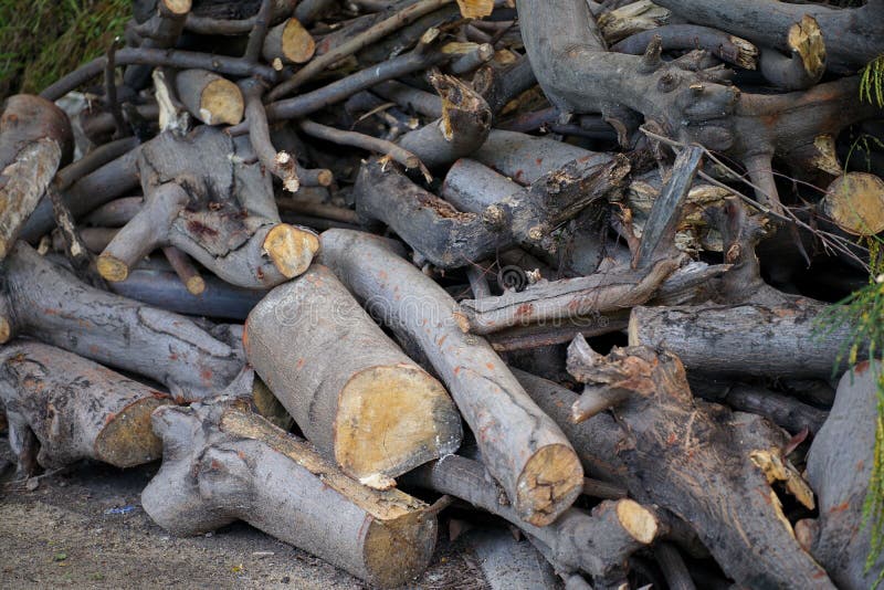 Closeup of a Stack of Tree Logs To Make Fire Stock Image - Image of ...