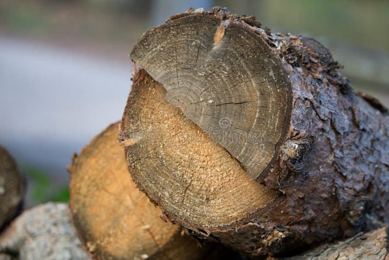 Stack of Tree Trunks. Texture Background Stock Image - Image of ...