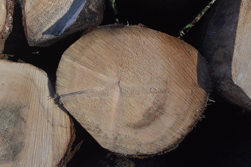 A Closeup of a Stack of Wood Log Texture Stock Photo - Image of logging ...