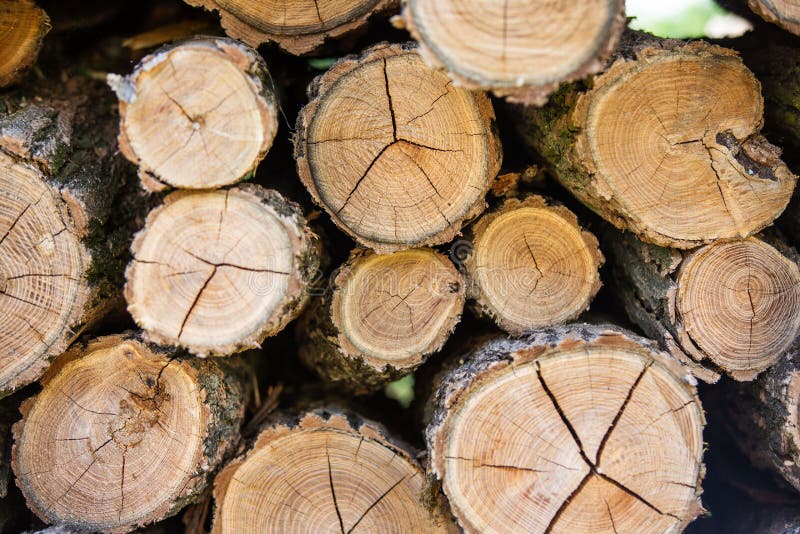 Closeup of Stack of Wooden Logs with Round Butts Stock Image - Image of ...