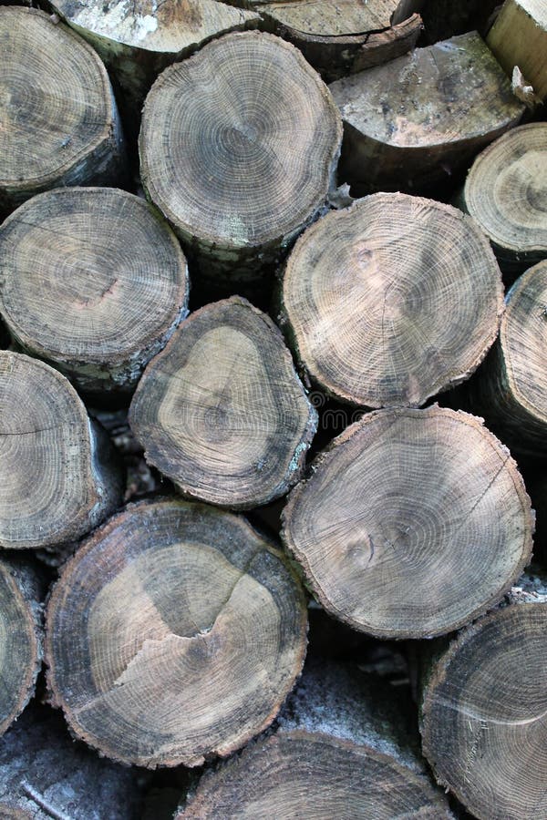 Closeup of a Stacked Cut Wood Pile Stock Photo - Image of logs ...