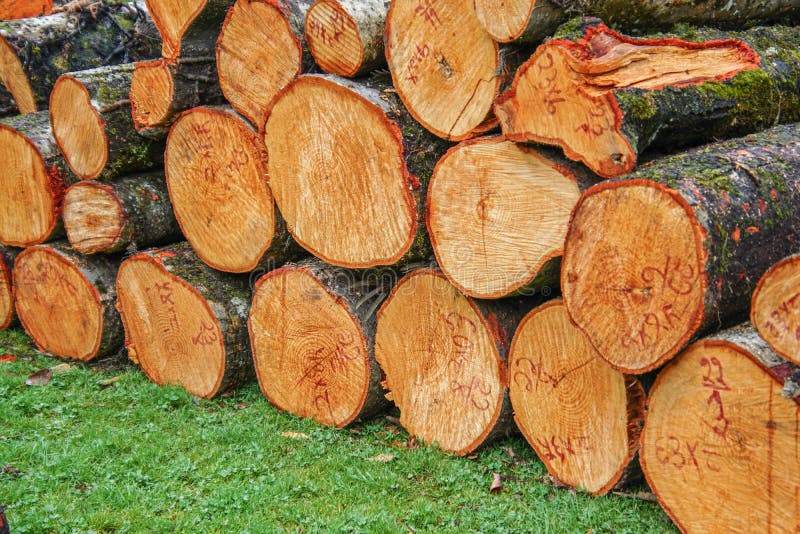 Closeup of Stacked Tree Lumber on the Ground in a Forest Under the ...