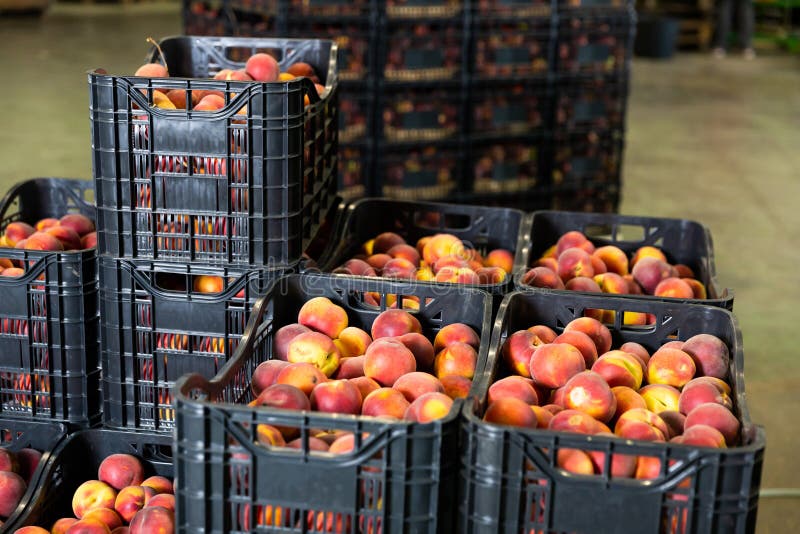 Pllastic Boxes with Peaches Stock Image - Image of crate, industrial ...