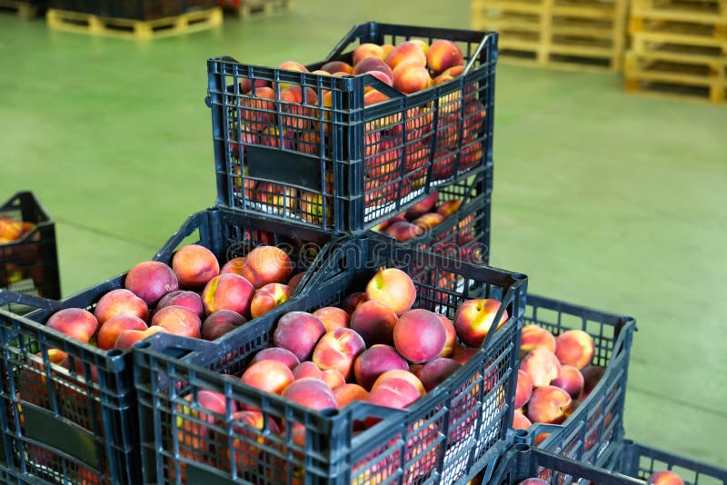 127 Stacks Plastic Storage Boxes Stock Photos - Free & Royalty-Free ...