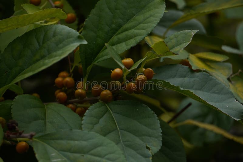 Closeup of Staff Tree (Celastrus) Berries on a Branch Stock Photo ...