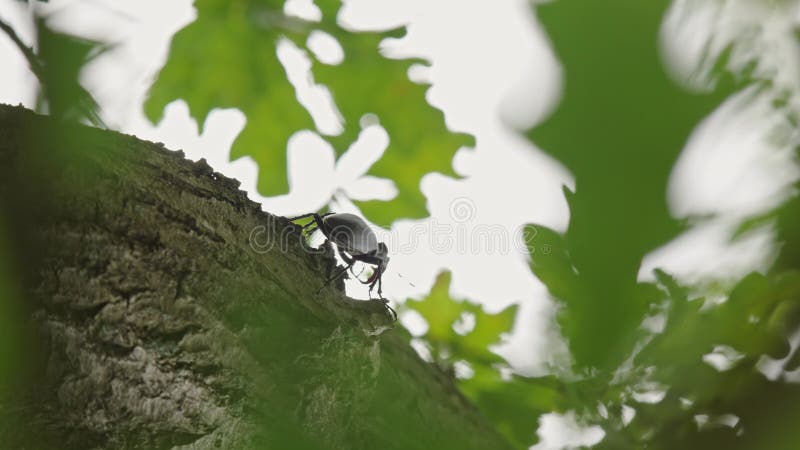 Closeup of a Stag Beetle Walking on a Tree Trunk Stock Video - Video of ...