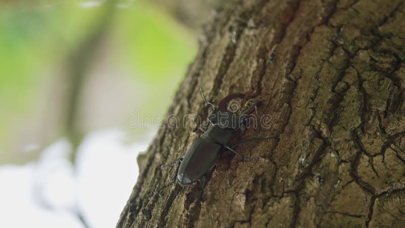 Closeup of a Stag Beetle Walking on a Tree Trunk Stock Video - Video of ...