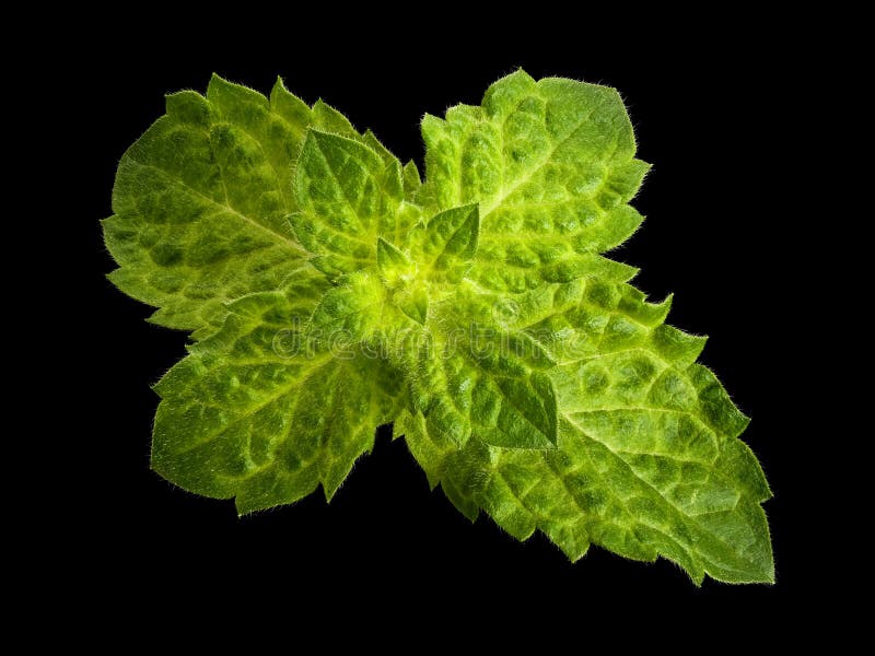 Closeup of a stalk of mint stock photo. Image of nature - 125812764