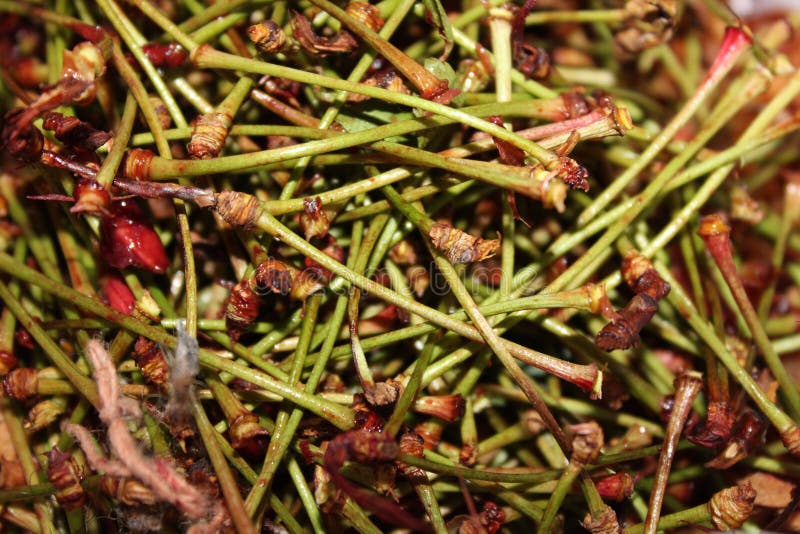 Closeup Stalk of Peeled Cherry Stock Photo - Image of close, nibble ...