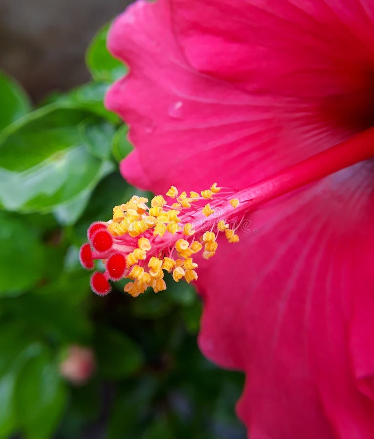 Closeup of a Stamen of a Dark Pink Hibiscus Flower in Macro Stock Photo ...