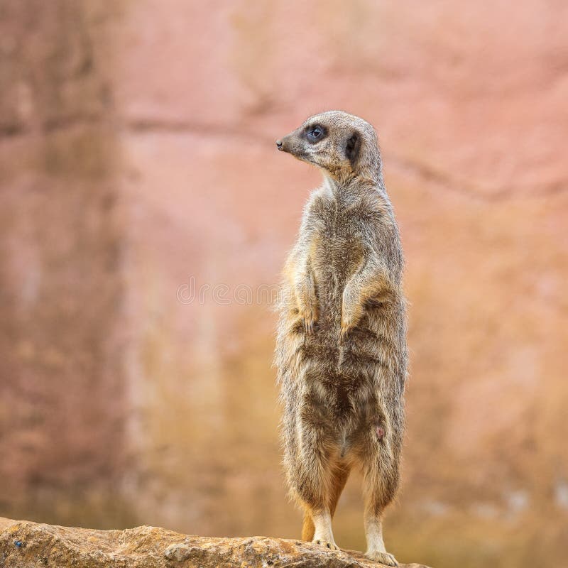 Standing Meerkat stock photo. Image of botswana, standing - 9688232