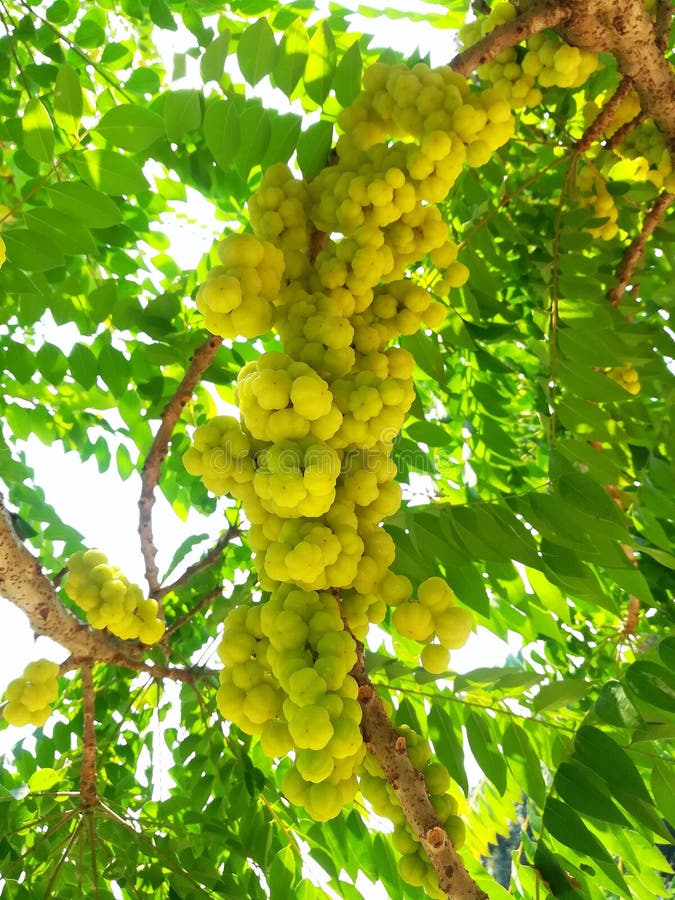 Star gooseberry on tree stock image. Image of nature - 112251009