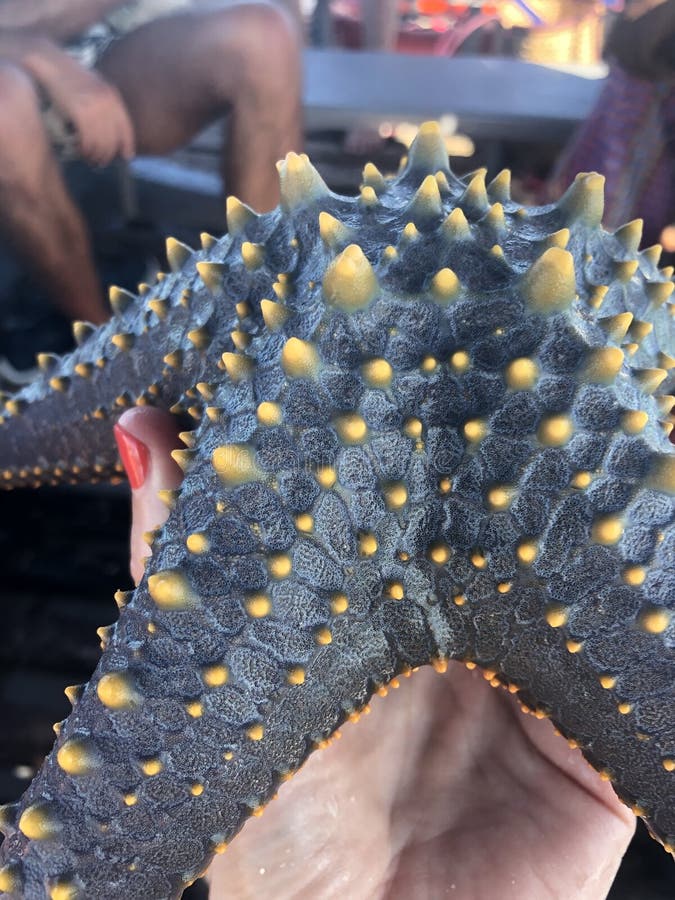 Holding a Starfish and Looking at the Details Stock Image - Image of ...