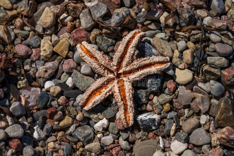 Closeup of a starfish stock image. Image of earth, coastal - 237568281