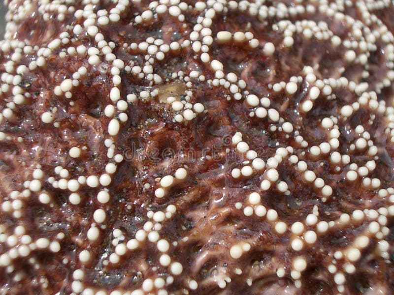 Closeup of Starfish Skin stock photo. Image of starfish - 222458