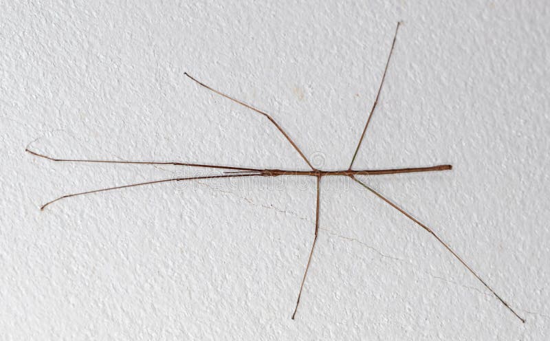 Close Up Stick Insect or Stick Bug on White Wall Stock Image - Image of ...