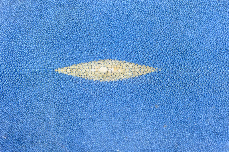 A Closeup of a Stingray Skin Texture Stock Image - Image of decoration ...
