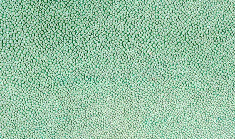A Closeup of a Stingray Skin Texture Stock Illustration - Illustration ...