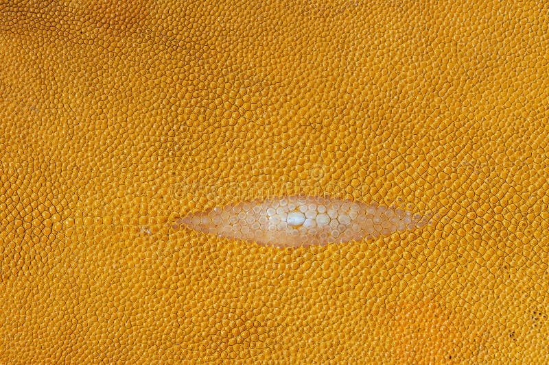A Closeup of a Stingray Skin Texture Stock Photo - Image of nature ...