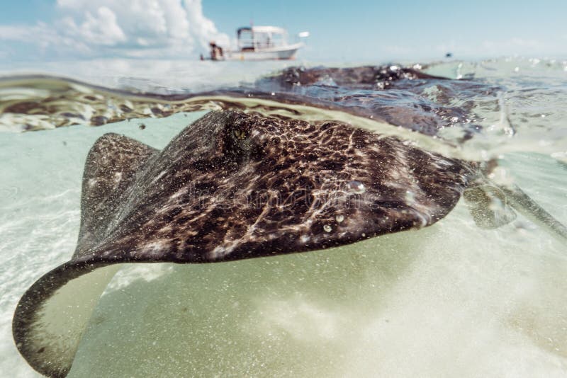 Closeup of a Stingray Swimming in the Ocean in the Bahamas Stock Photo ...
