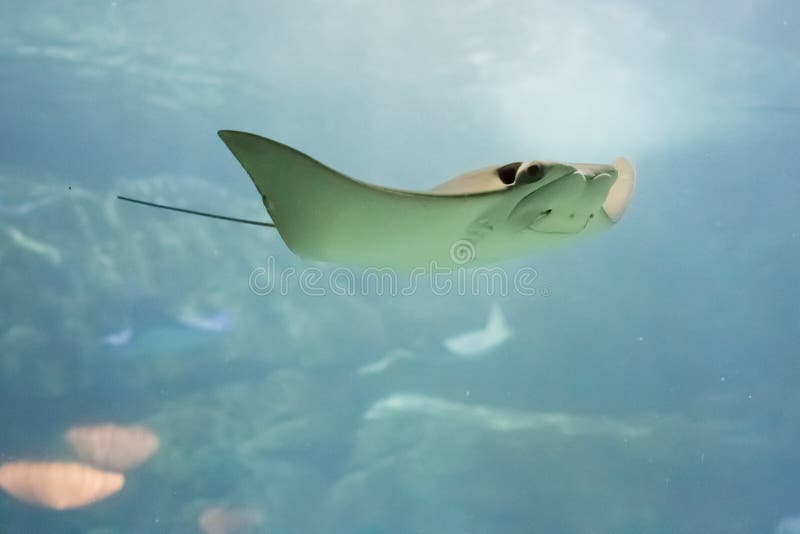 Closeup Of Stingray In Water Stock Photo - Image of closeup, background ...