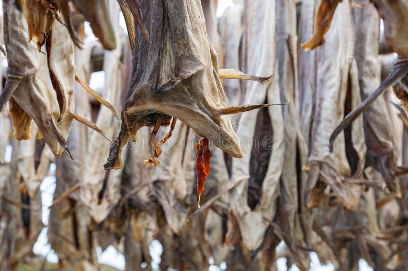 Closeup of Stockfish Hanging To Dry Stock Photo - Image of industry ...