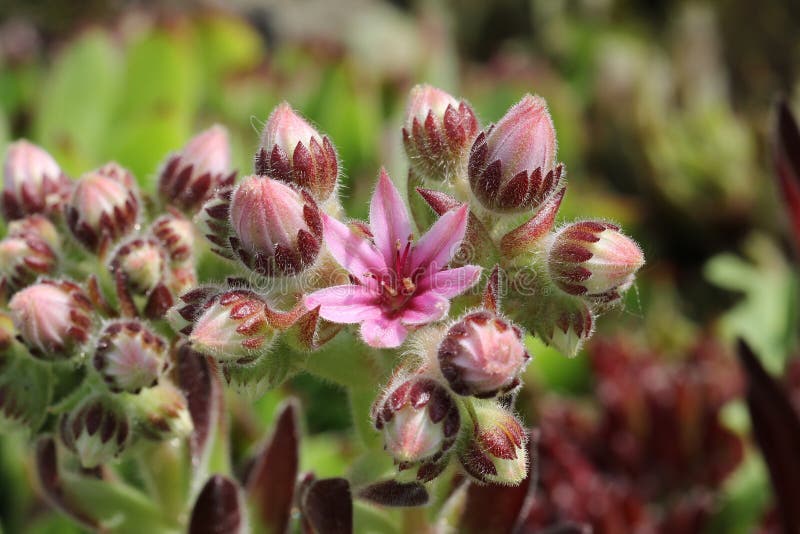 Stone Rose Or Younger Green Plant With Thick Leaves As Background Stock ...
