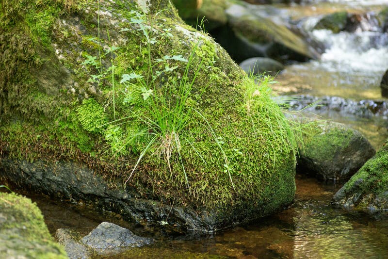 Closeup Stones with Moss in Flowing Water Stock Photo - Image of brown ...