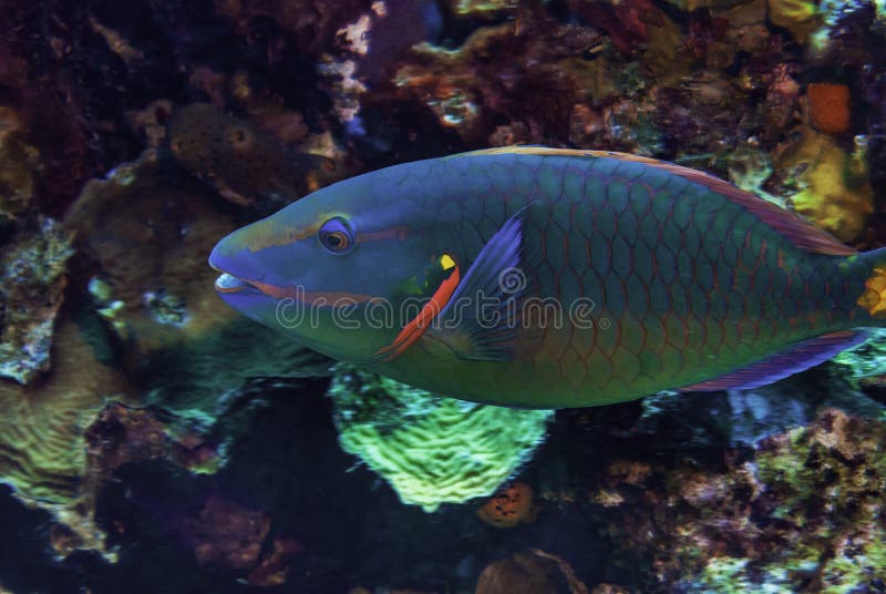 Closeup of a Stoplight Parrotfish in the Sea Stock Photo - Image of ...