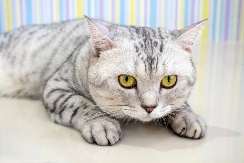 Closeup Straight Cat stock image. Image of grey, shorthair - 74504345