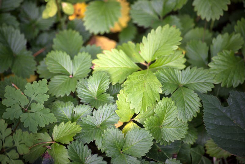 Strawberry Leaves on the Floor Stock Image - Image of freshness, botany ...