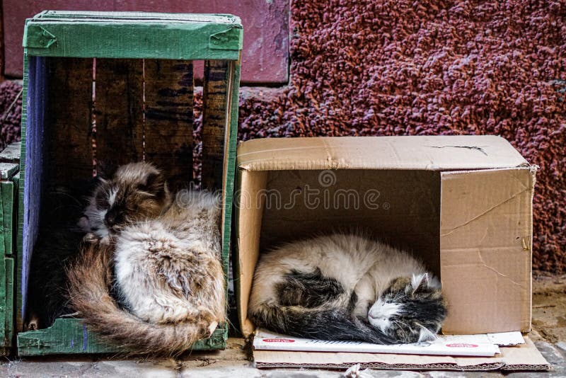 Closeup of Stray Cats Sleeping in the Boxes. Stock Photo - Image of ...
