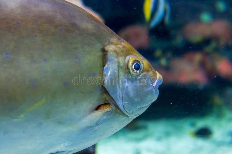 Streaked Spinefoot (rabbit Fish) Stock Photo - Image of life, coral ...
