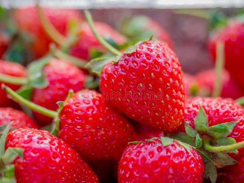 Strawberry. Fresh Strawberry. Red Strewberry. Strawberry Juice Stock ...