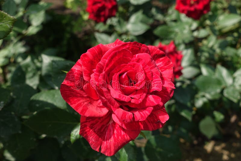 Closeup of Striped Red Flower of Rose in June Stock Image - Image of ...